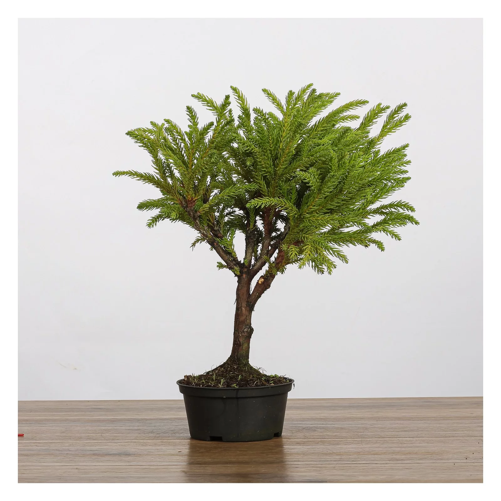Cryptomeria japonica - B4321