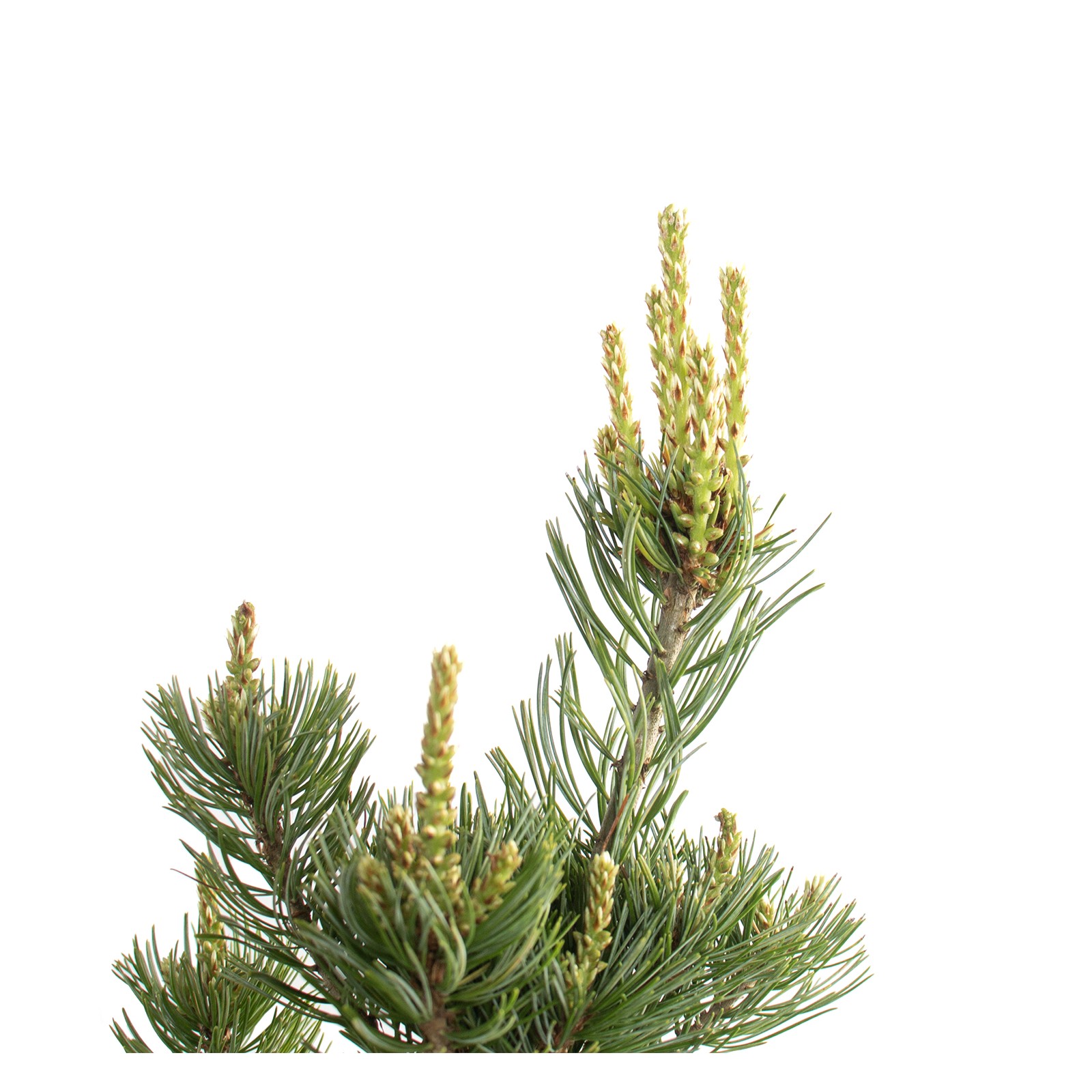 Pinus parviflora Tempelhof