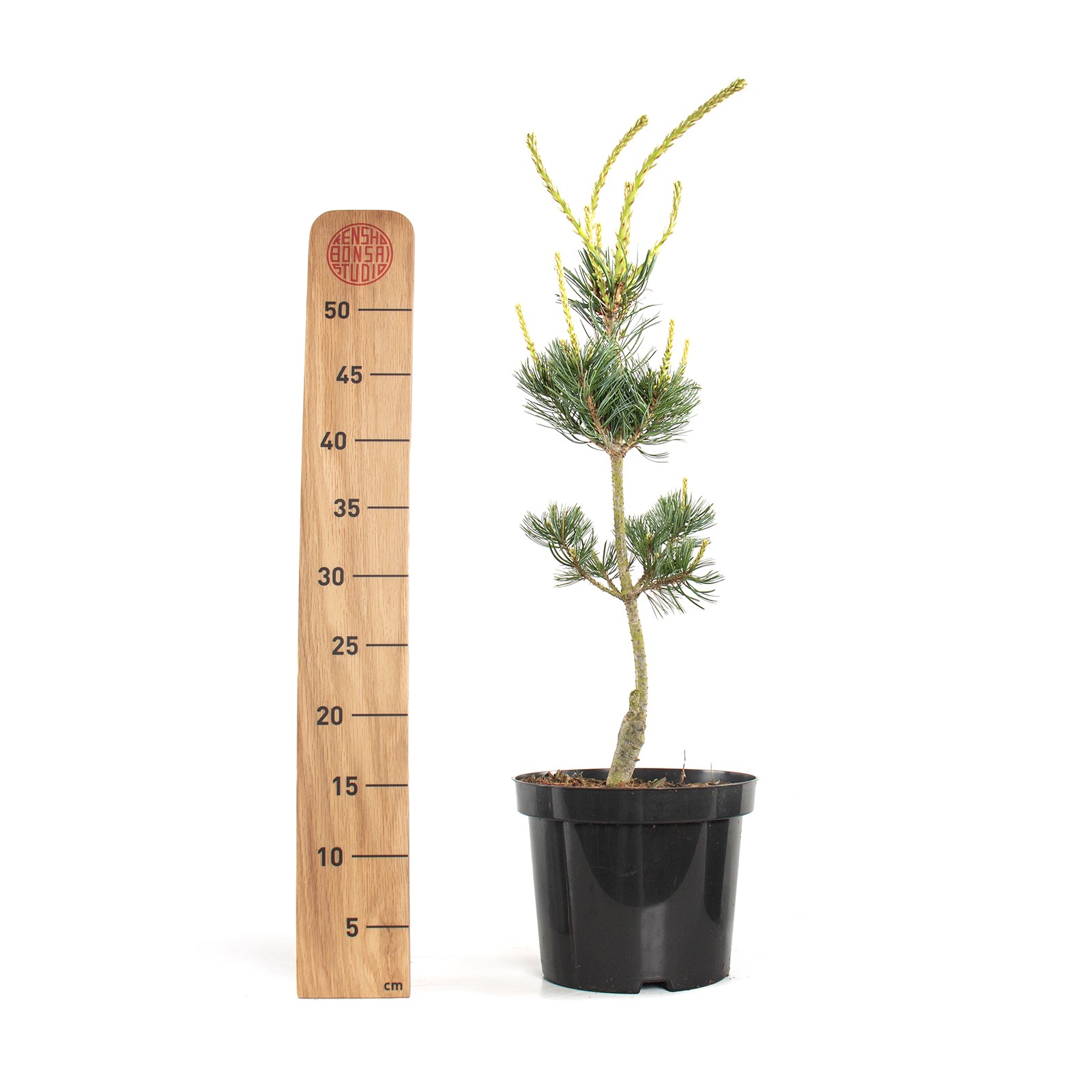 Pinus parviflora Tempelhof