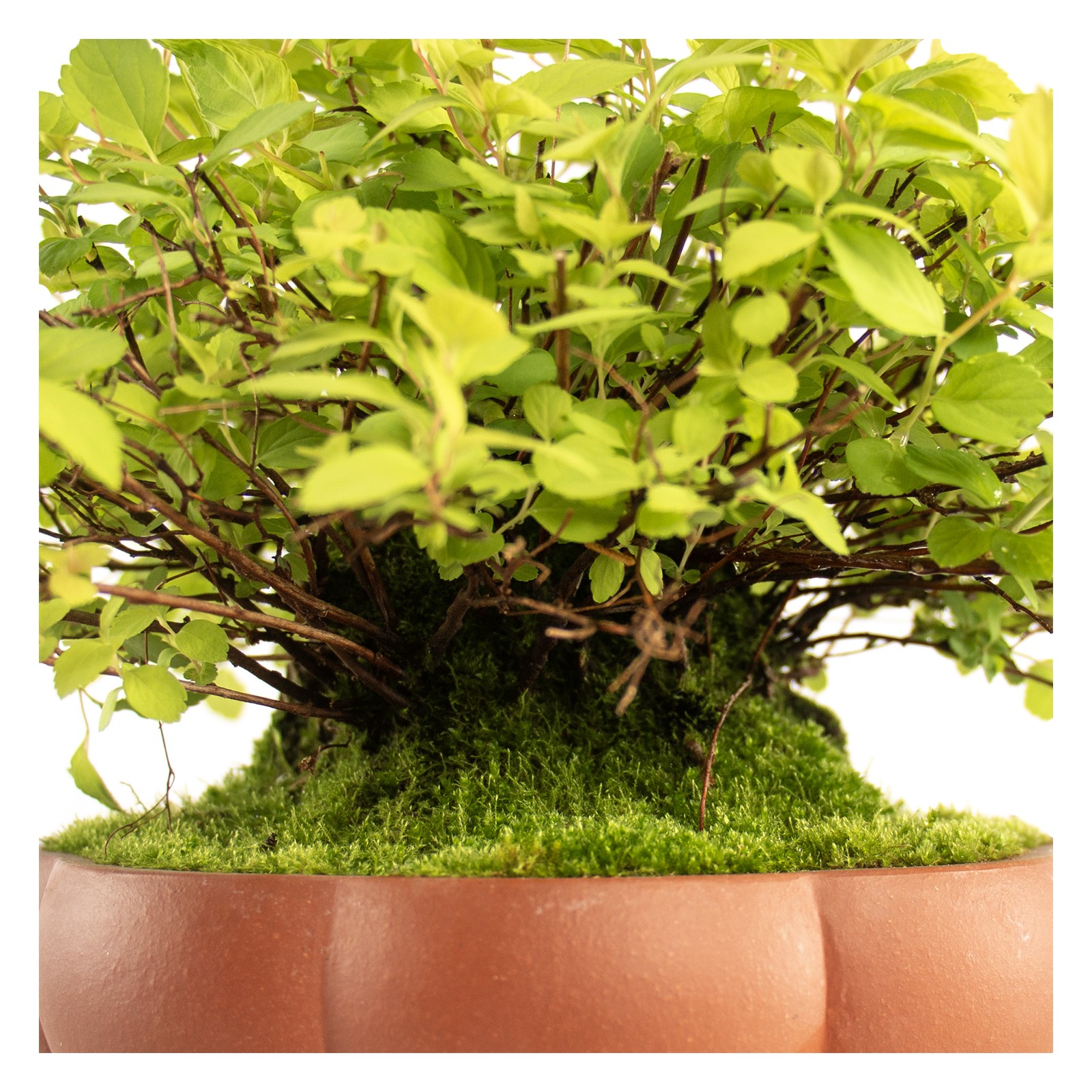 Spirea japonica - B4773