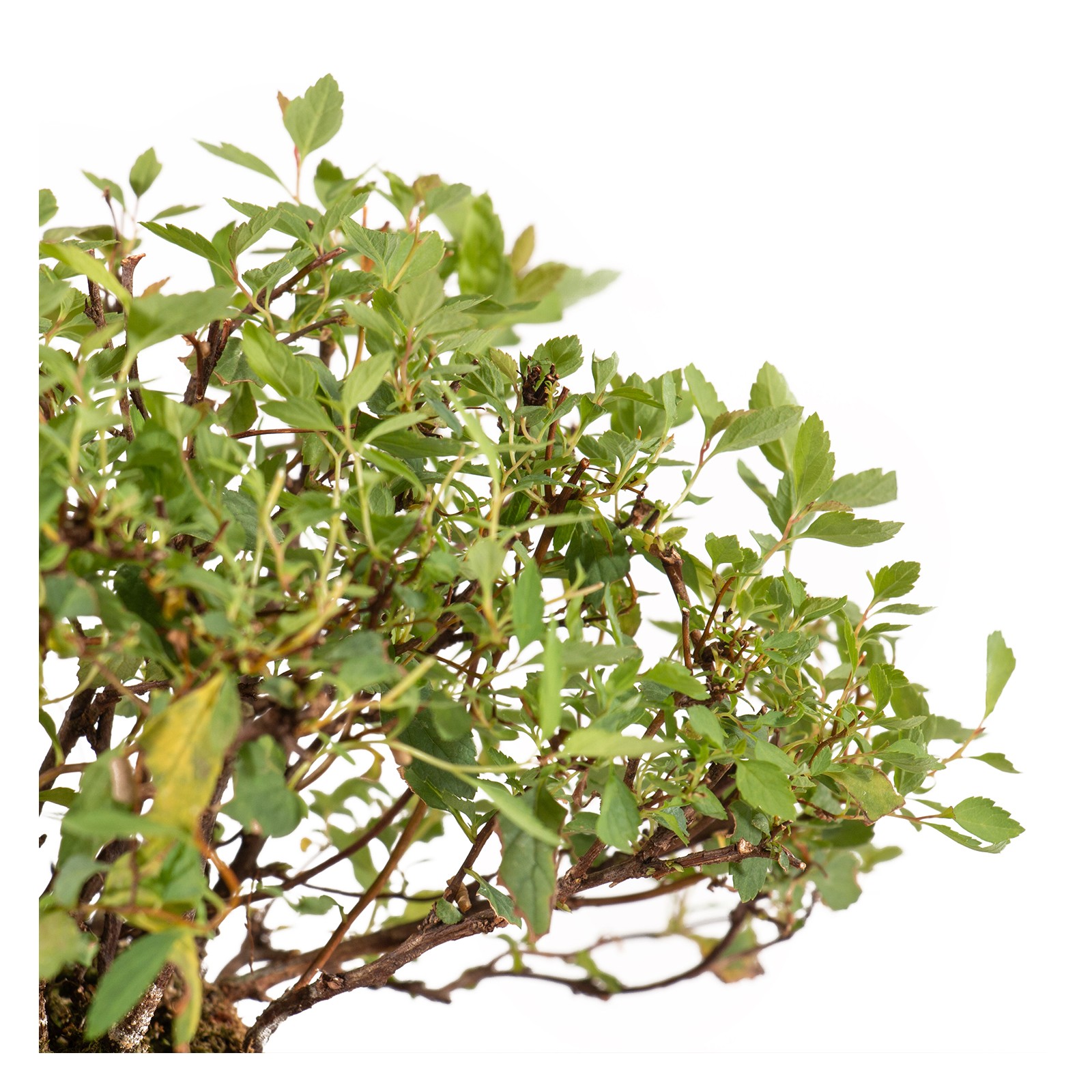 Spirea japonica - B5268