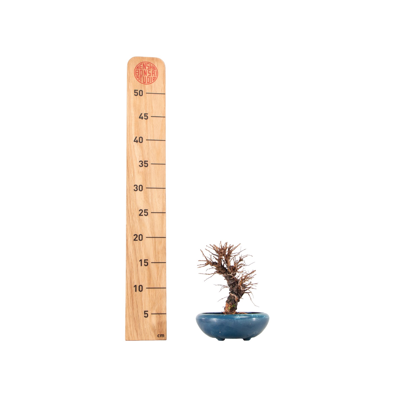 Zelkova nire - B5802