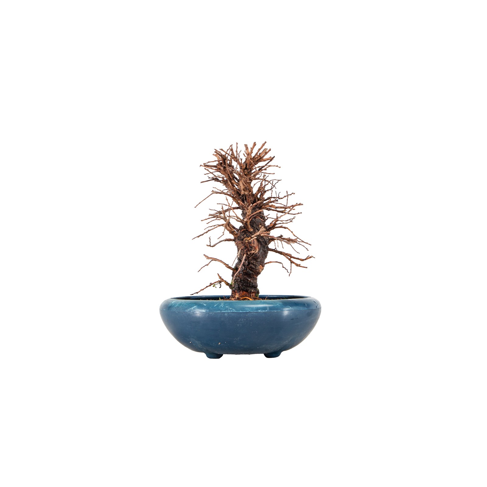 Zelkova nire - B5802